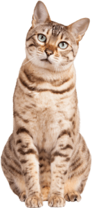 Veterinarian & Animal Hospital in Edmond, OK | Edmond East Animal Hospital